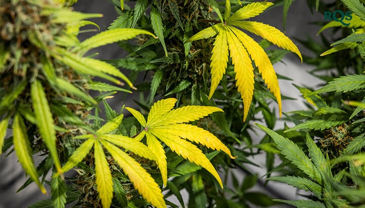 Cannabis gelbe Blätter: Ursachen, Mängel und Lösungen